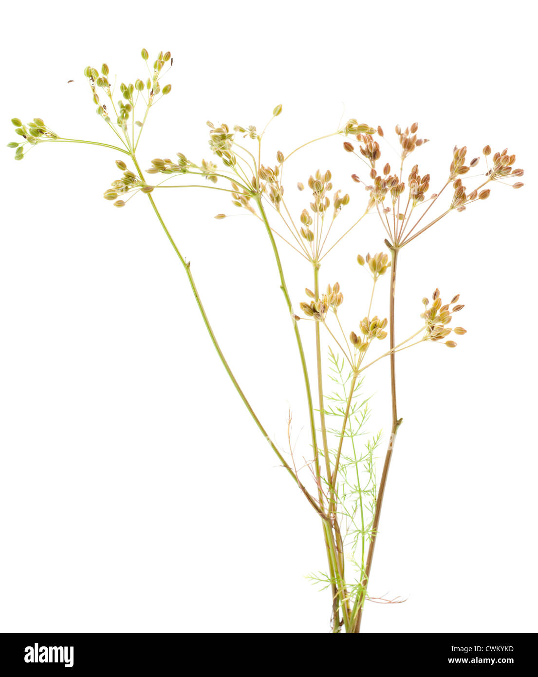fresh plant of unripe cumin on white background Stock Photo - Alamy