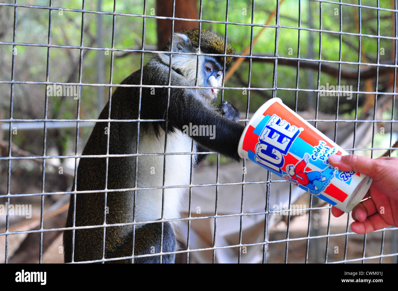 Monkey likes ice Stock Photo - Alamy