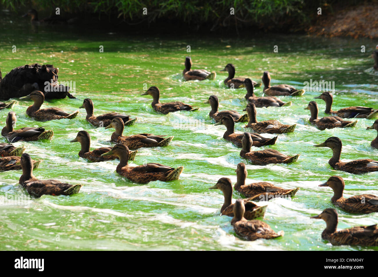 Ducks row hi-res stock photography and images - Alamy
