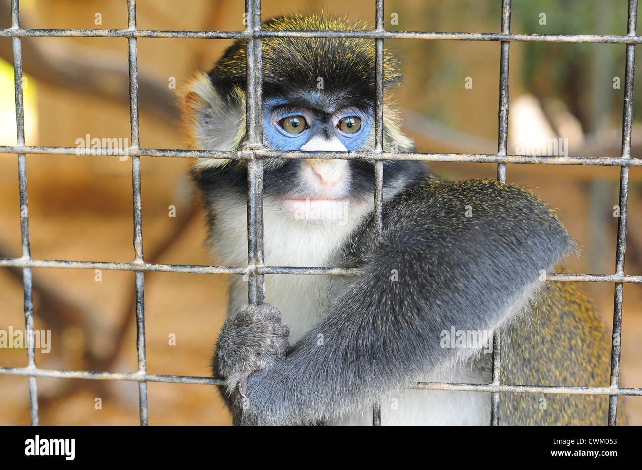 Greater spot nosed monkey hi-res stock photography and images - Alamy