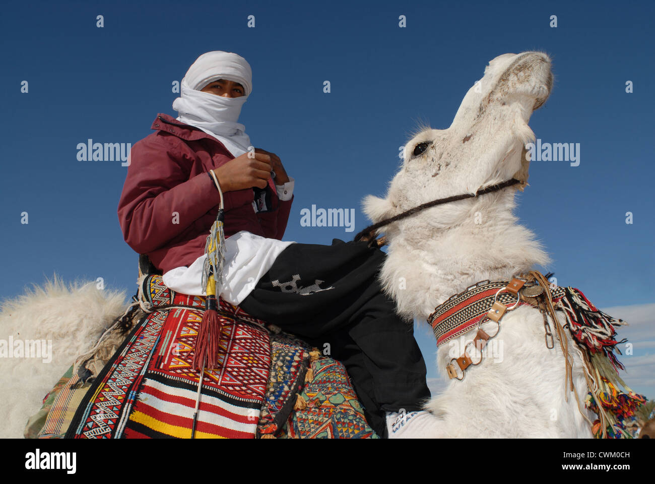 White camel hi-res stock photography and images - Alamy