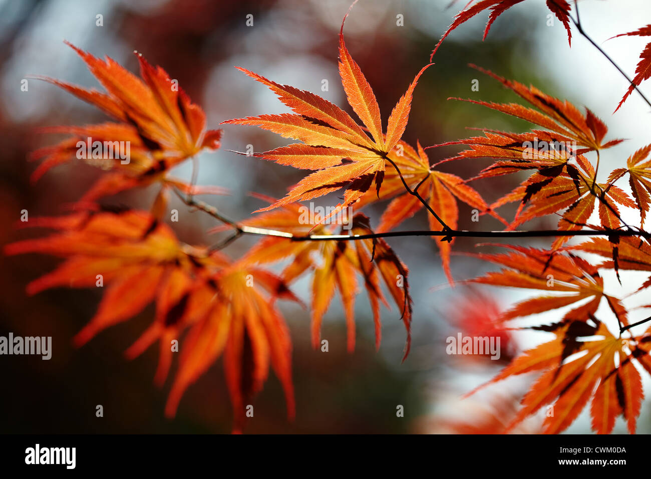 Red canadian maple hi-res stock photography and images - Alamy
