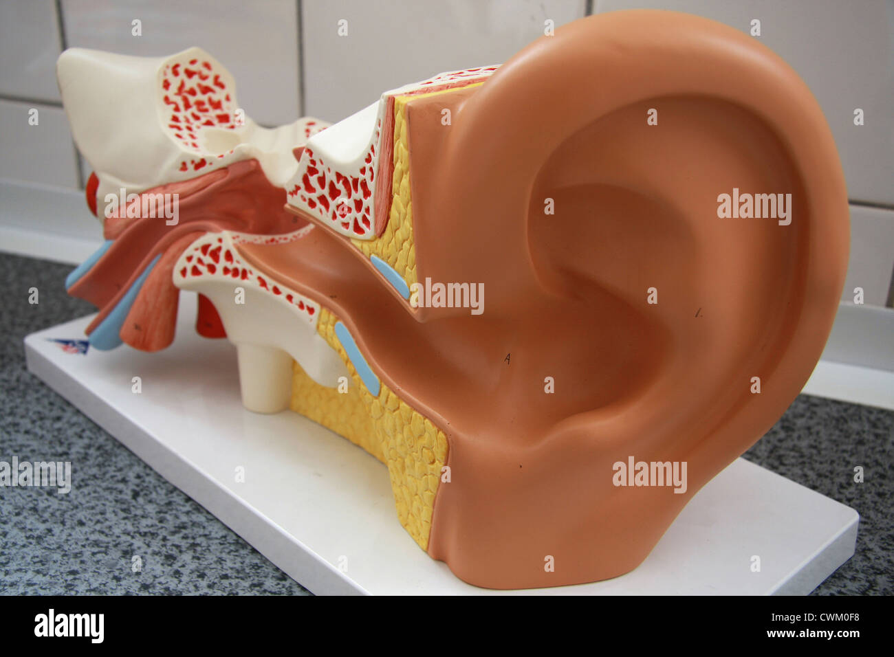 Ear detail human hi-res stock photography and images - Alamy