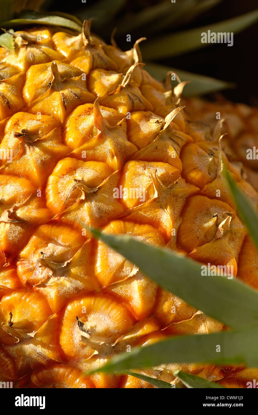 Ripened pineapple hi-res stock photography and images - Alamy