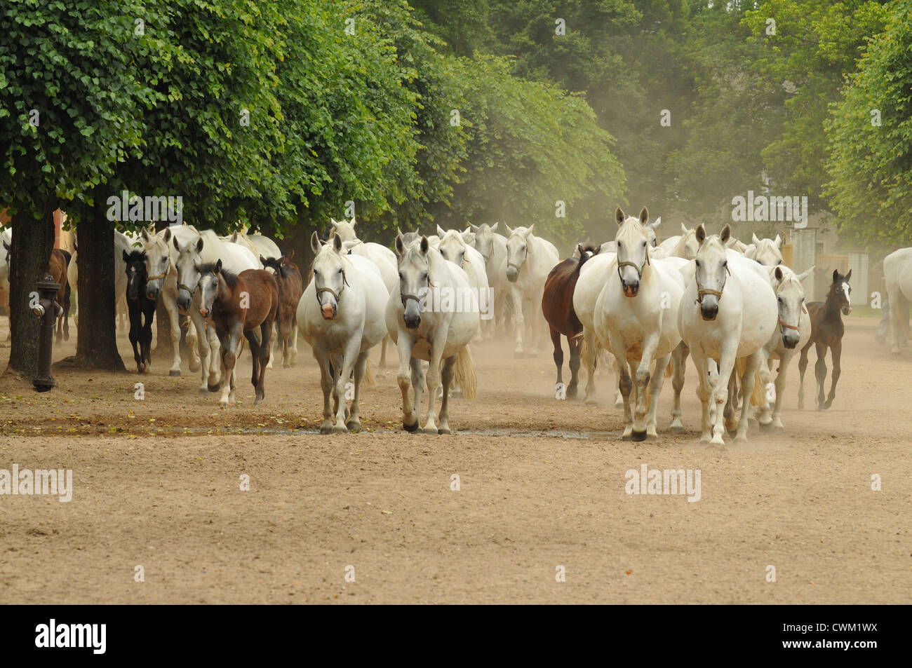 Stud Farm High Resolution Stock Photography and Images - Alamy