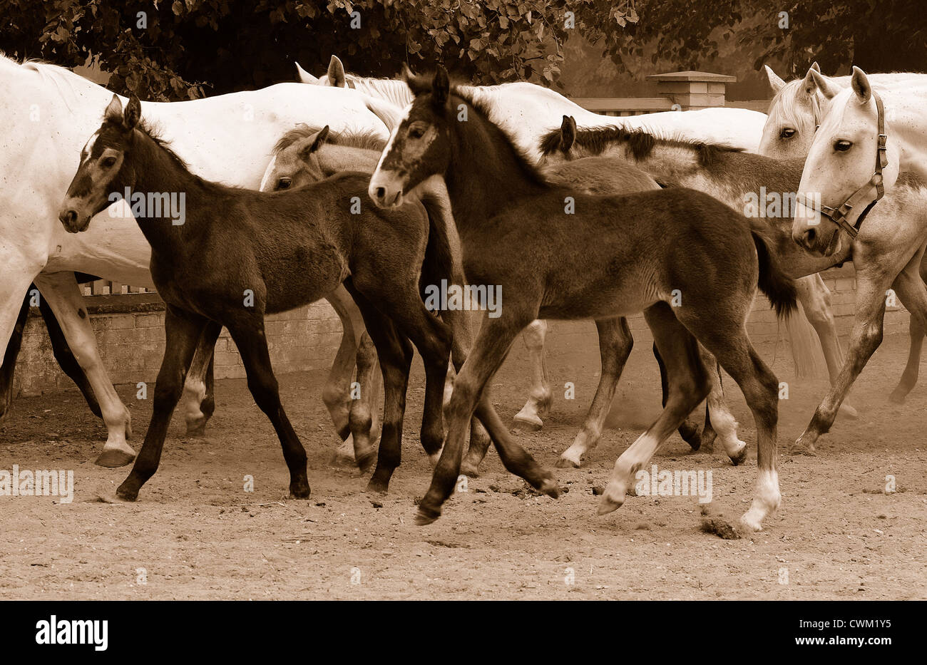 Kladruby High Resolution Stock Photography and Images - Alamy