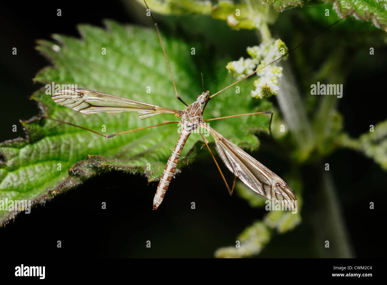 Tipula maxima, Crane Fly or Daddy Long Legs, Wales, UK Stock Photo - Alamy