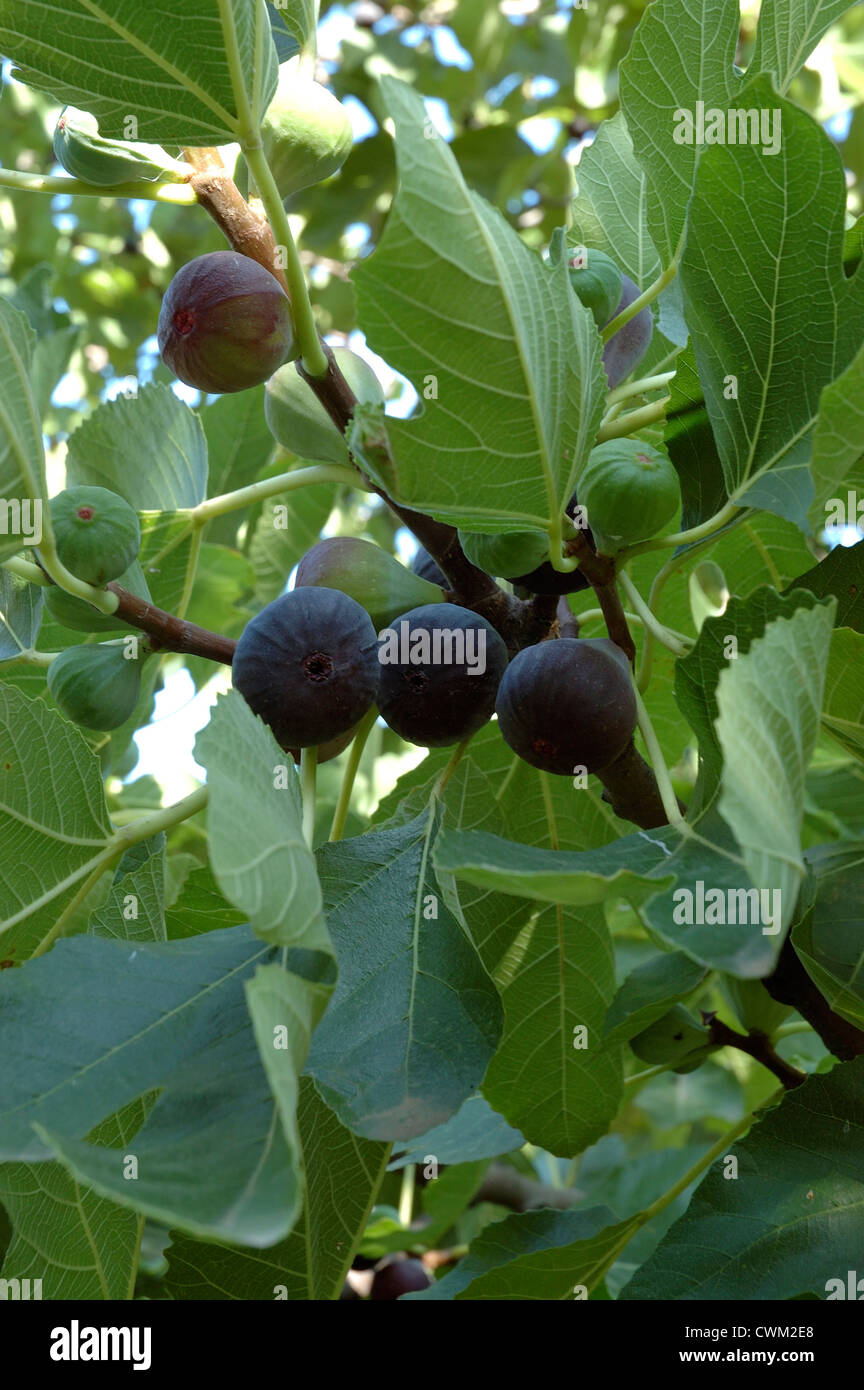 Figs on a tree Stock Photo - Alamy