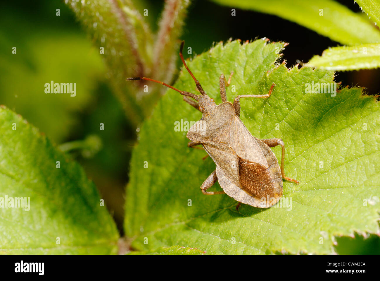 Squash bug hi-res stock photography and images - Alamy