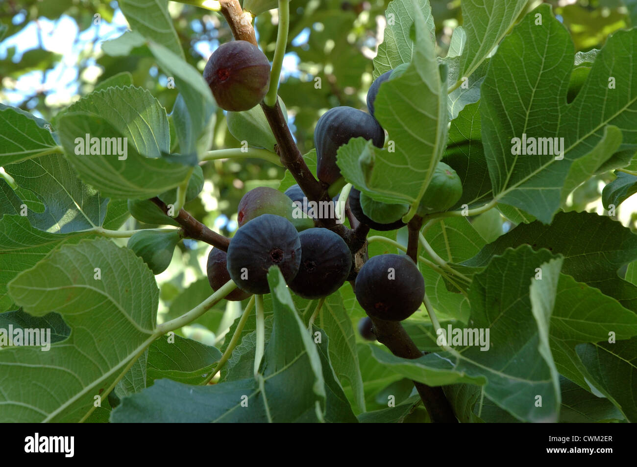 Figs on a tree Stock Photo - Alamy