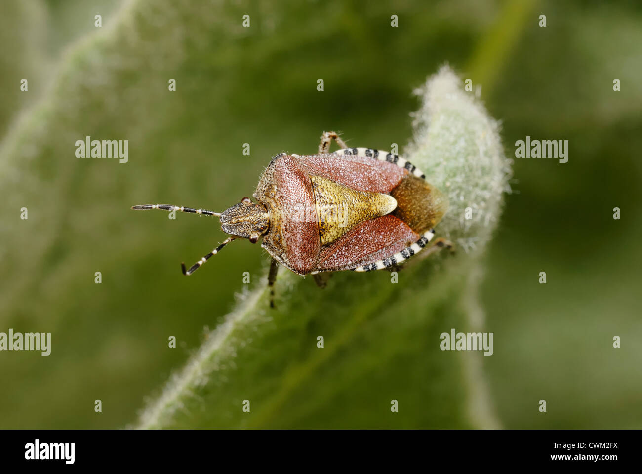 Piezodorus lituratus, Gorse Shield Bug, Wales, UK Stock Photo - Alamy