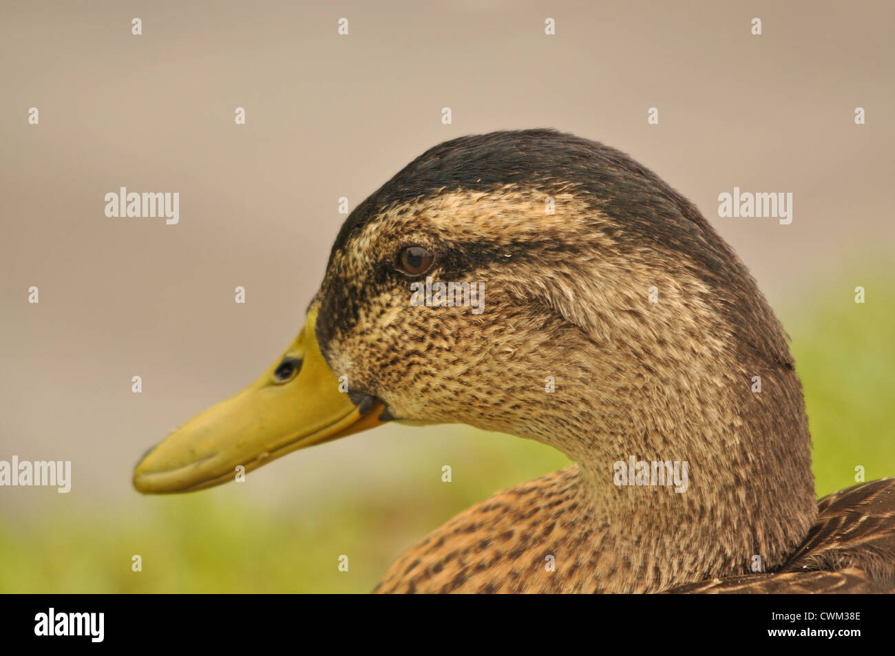 Scottish mallard hi-res stock photography and images - Alamy