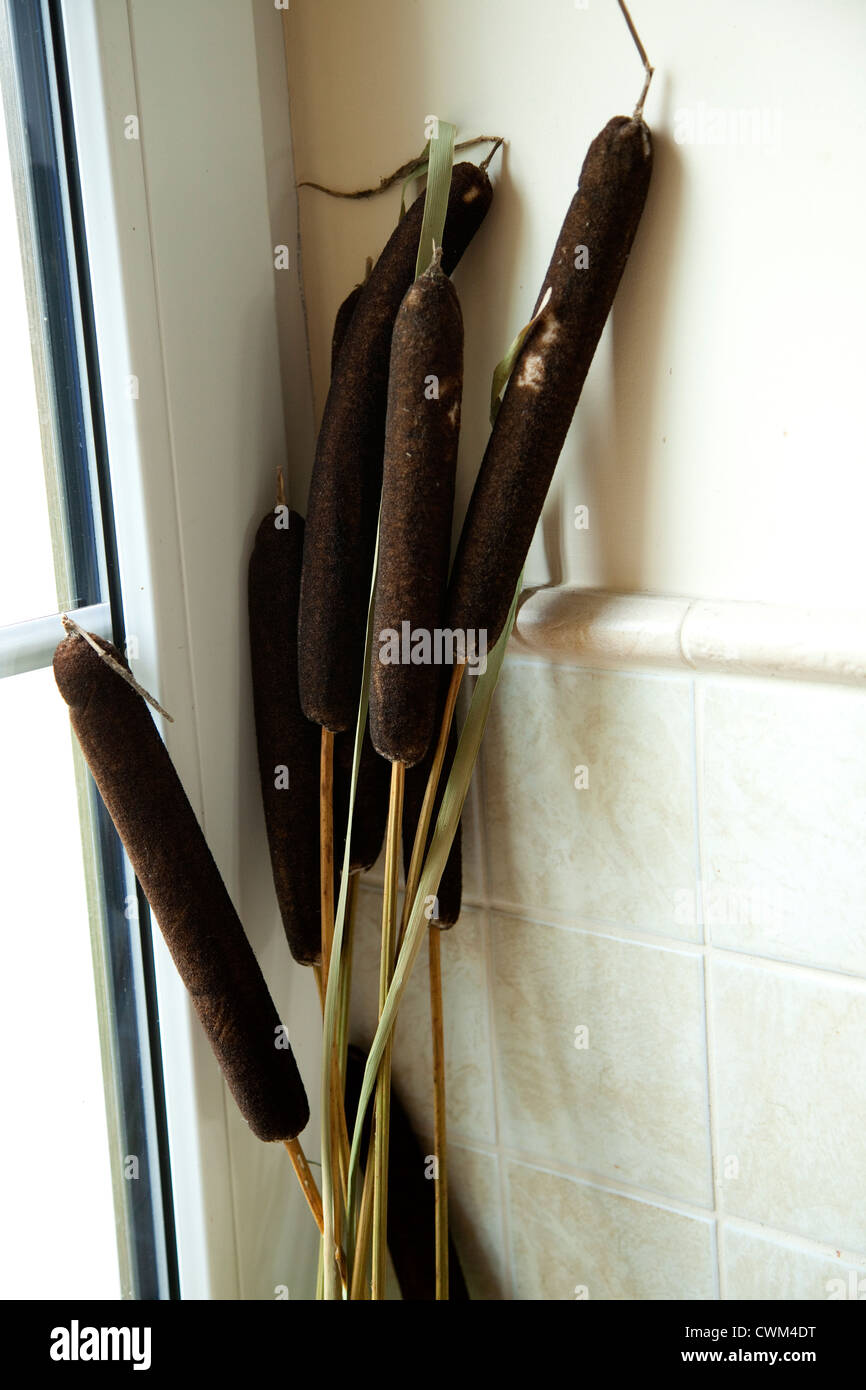 Cattails decorating a Polish kitchen. Zawady Central Poland Stock Photo ...