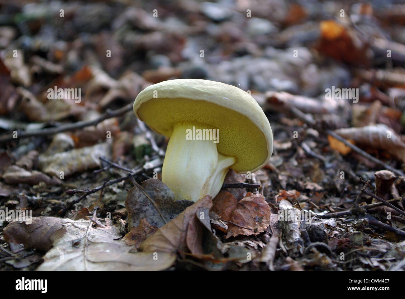 Boletus Chrysenteron High Resolution Stock Photography and Images - Alamy