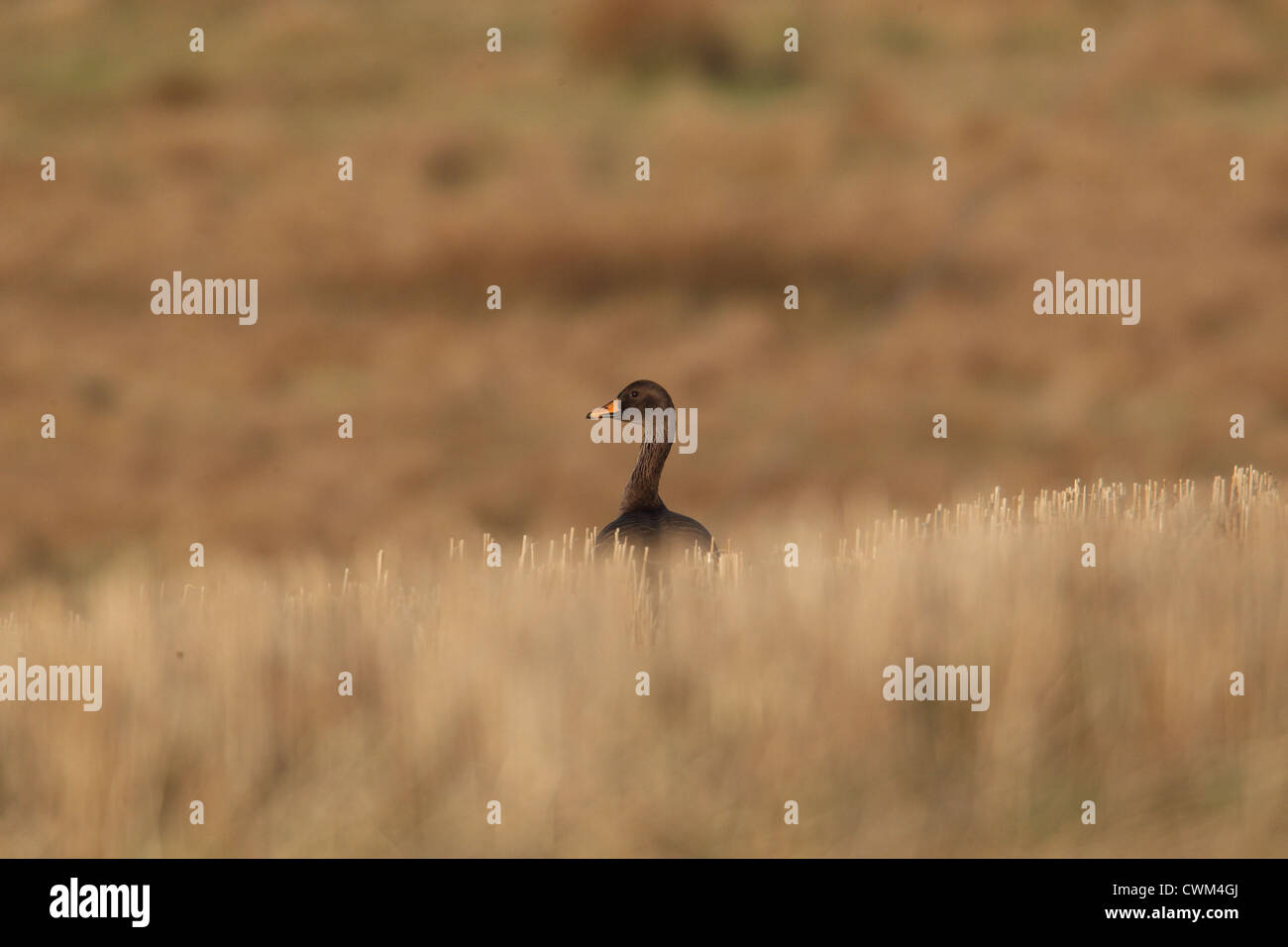 Taiga Bean Goose Geese Anser fabalis Shetland, Scotland, UK Stock Photo ...