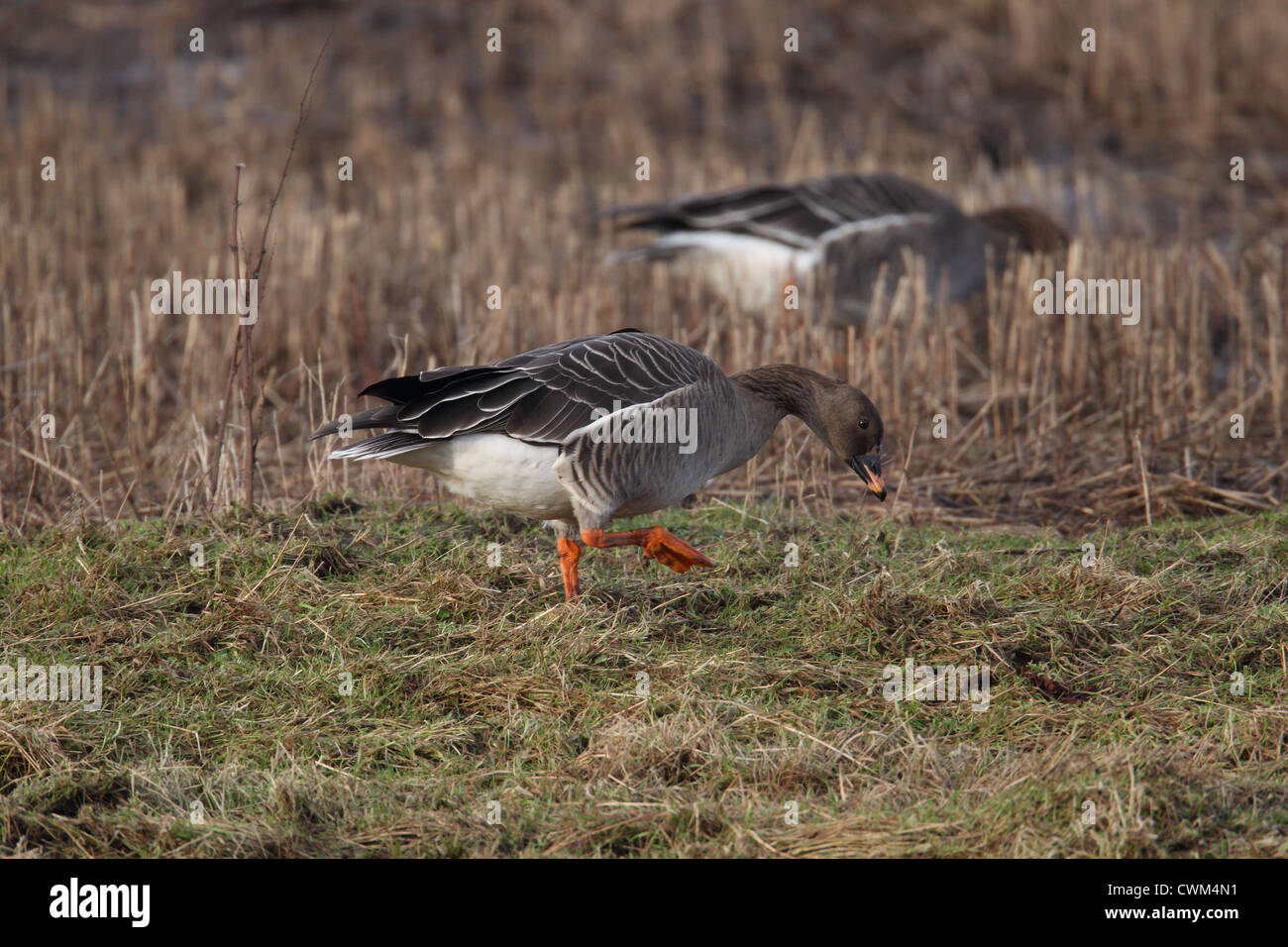 Bean Geese Uk High Resolution Stock Photography and Images - Alamy