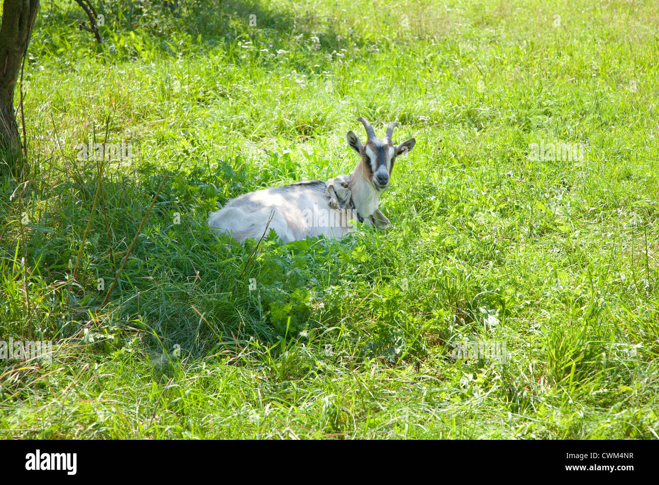 Reclining goat hi-res stock photography and images - Alamy