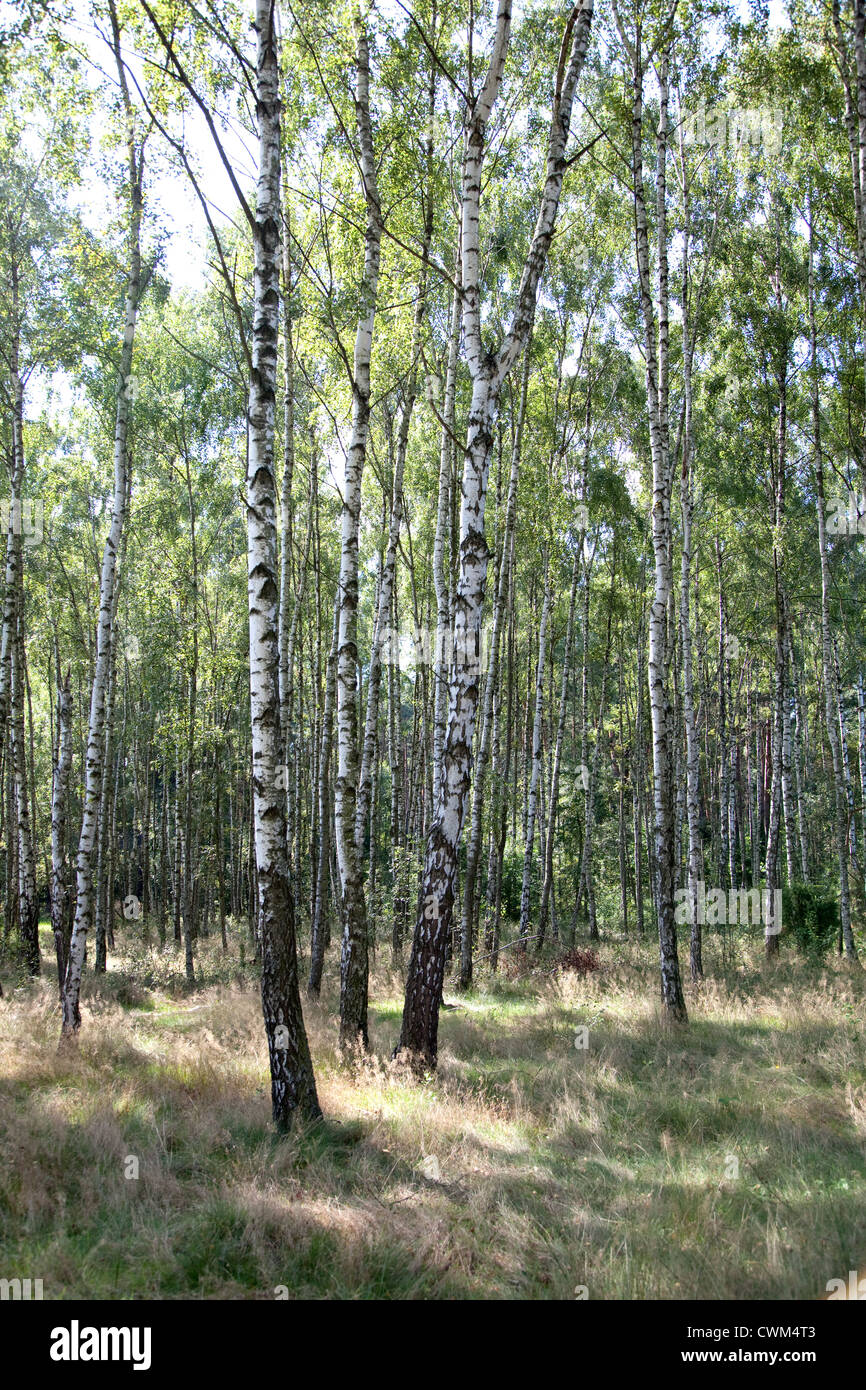 Stand of birch or poplar like trees in the Polish National Forest ...