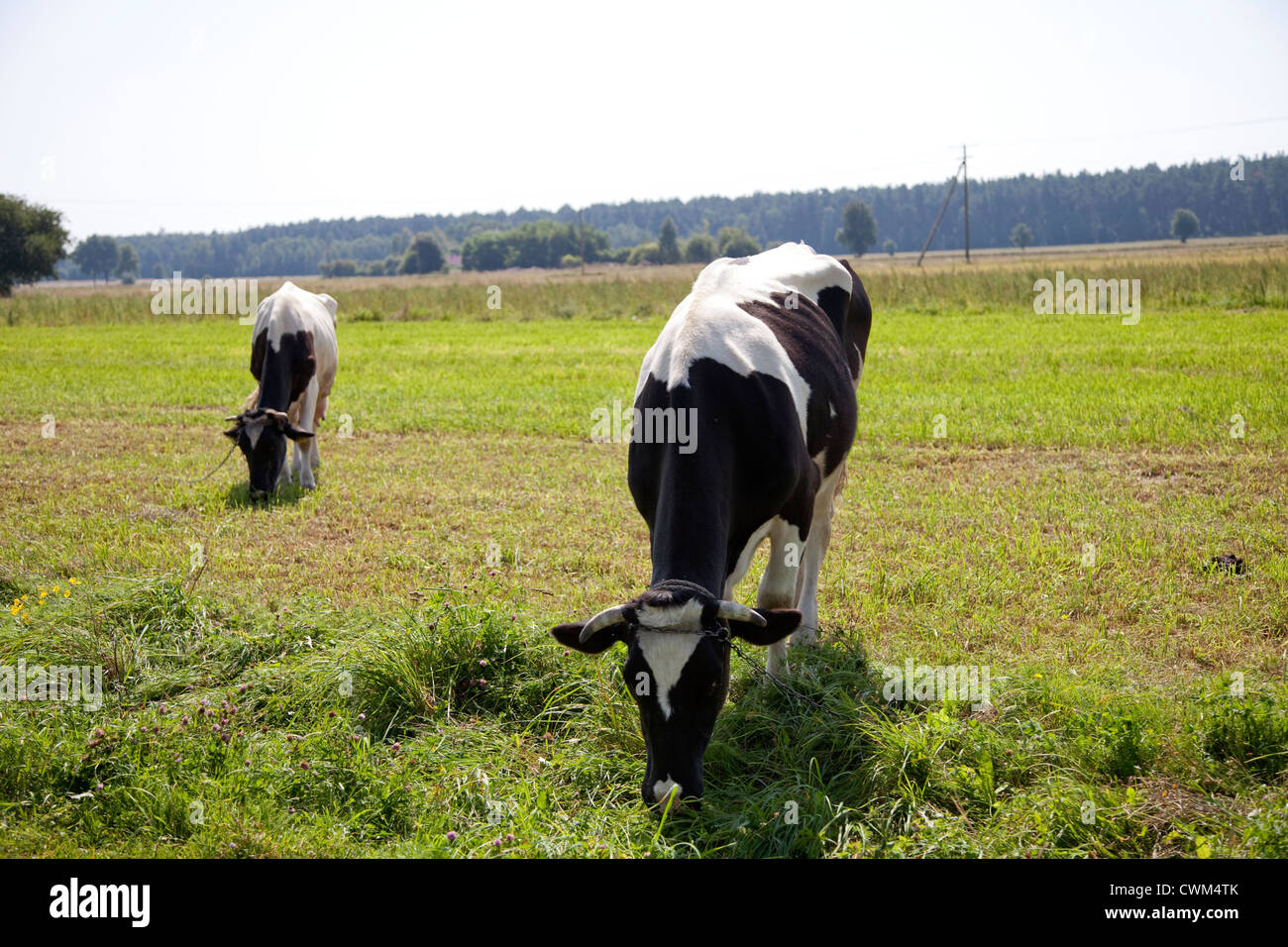 Black and white Holstein dairy cows grazing on farm grassland. Zawady ...
