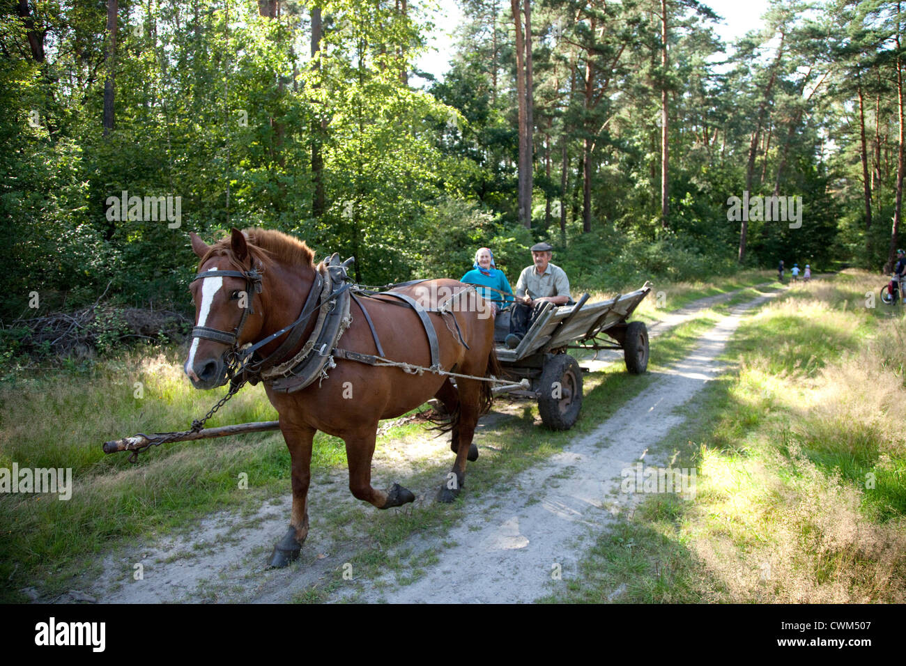 Senior Polish couple ridding horse drawn wagon on logging trail through ...