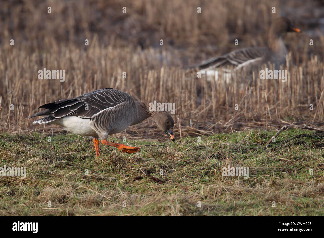 Tundra Bean Geese Anser fabalis rossicus Shetland, Scotland, UK Stock ...