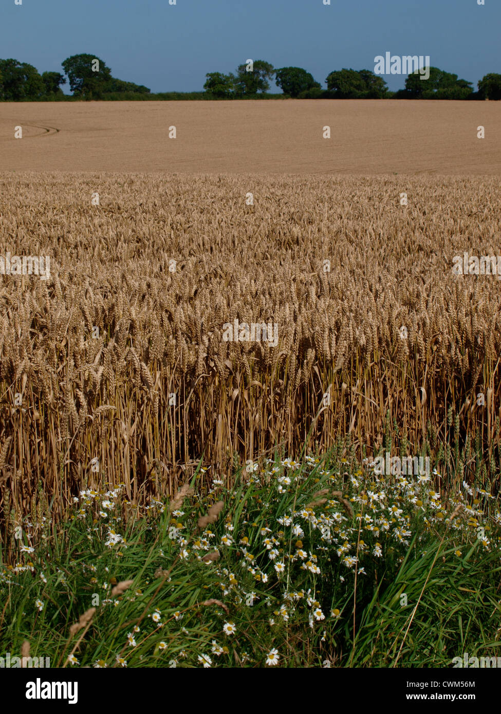 Field of wheat ready to be harvested, UK Stock Photo - Alamy