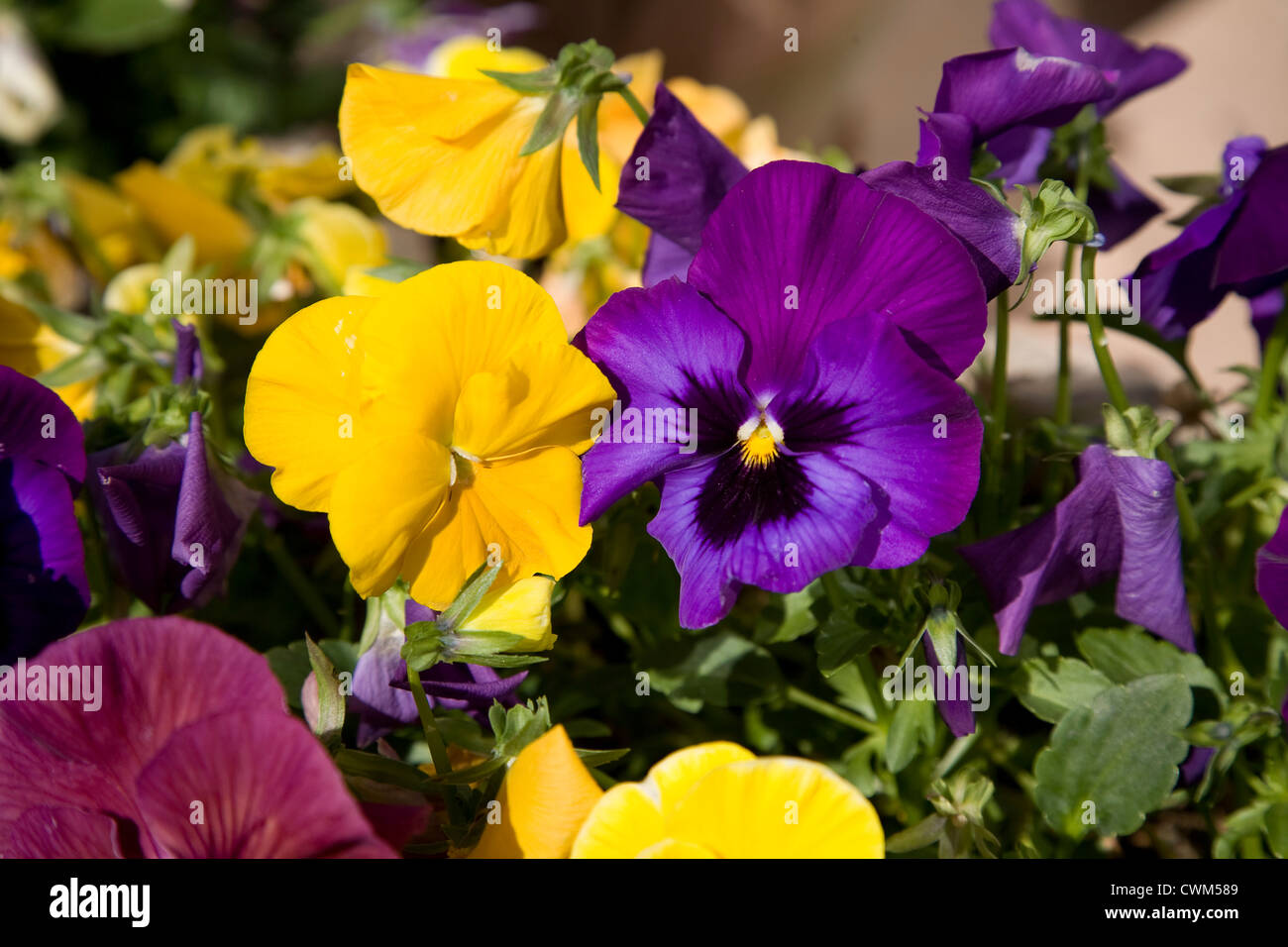 Pansies country hi-res stock photography and images - Alamy