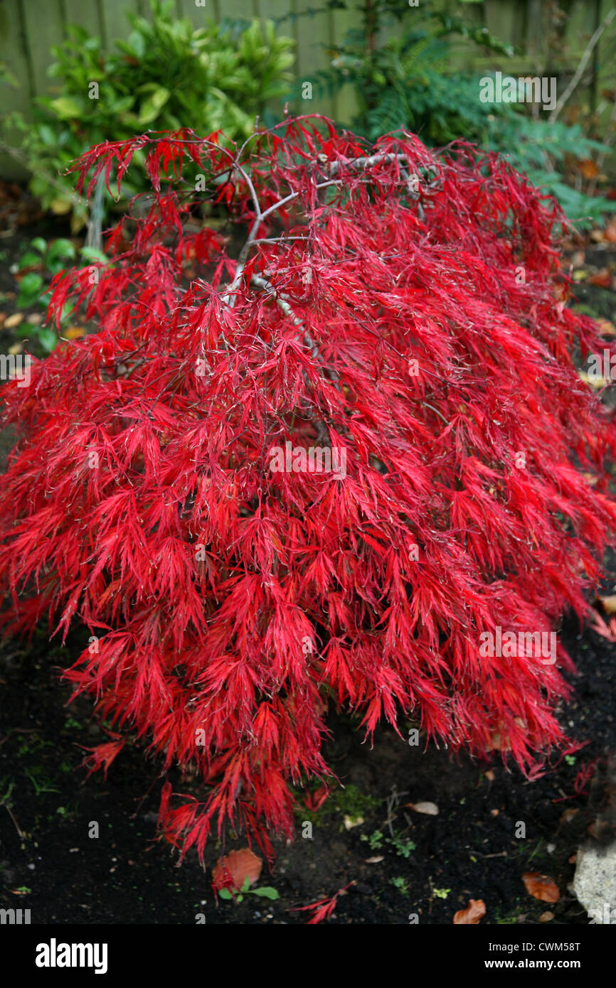 England Dorset Country garden Acer Palmatum (Cut leaf maple) in Autumn ...