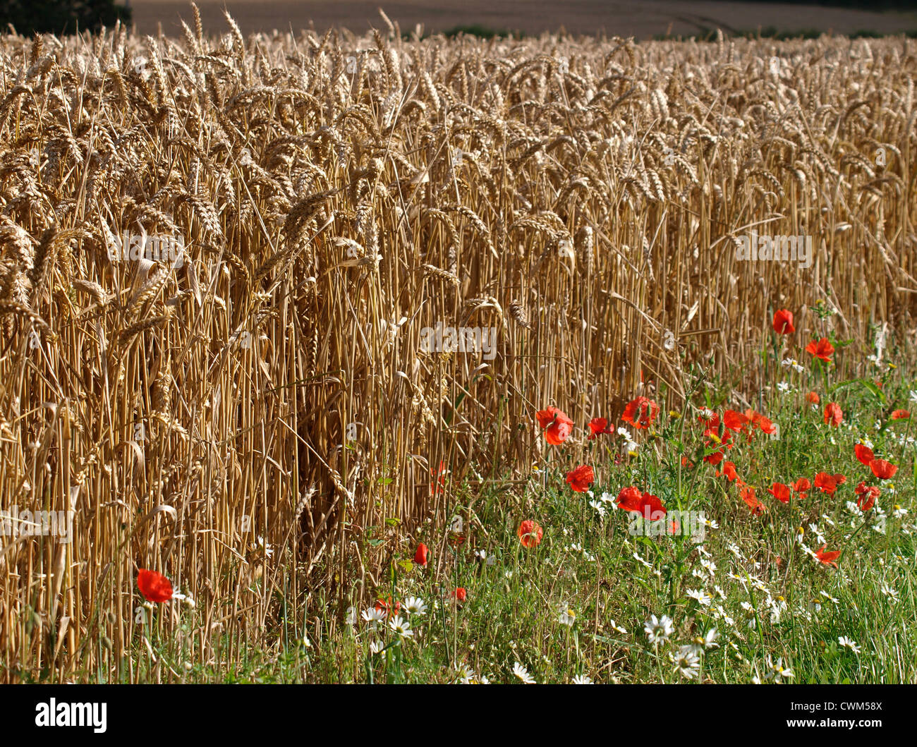 Wild poppies in wheat hi-res stock photography and images - Alamy