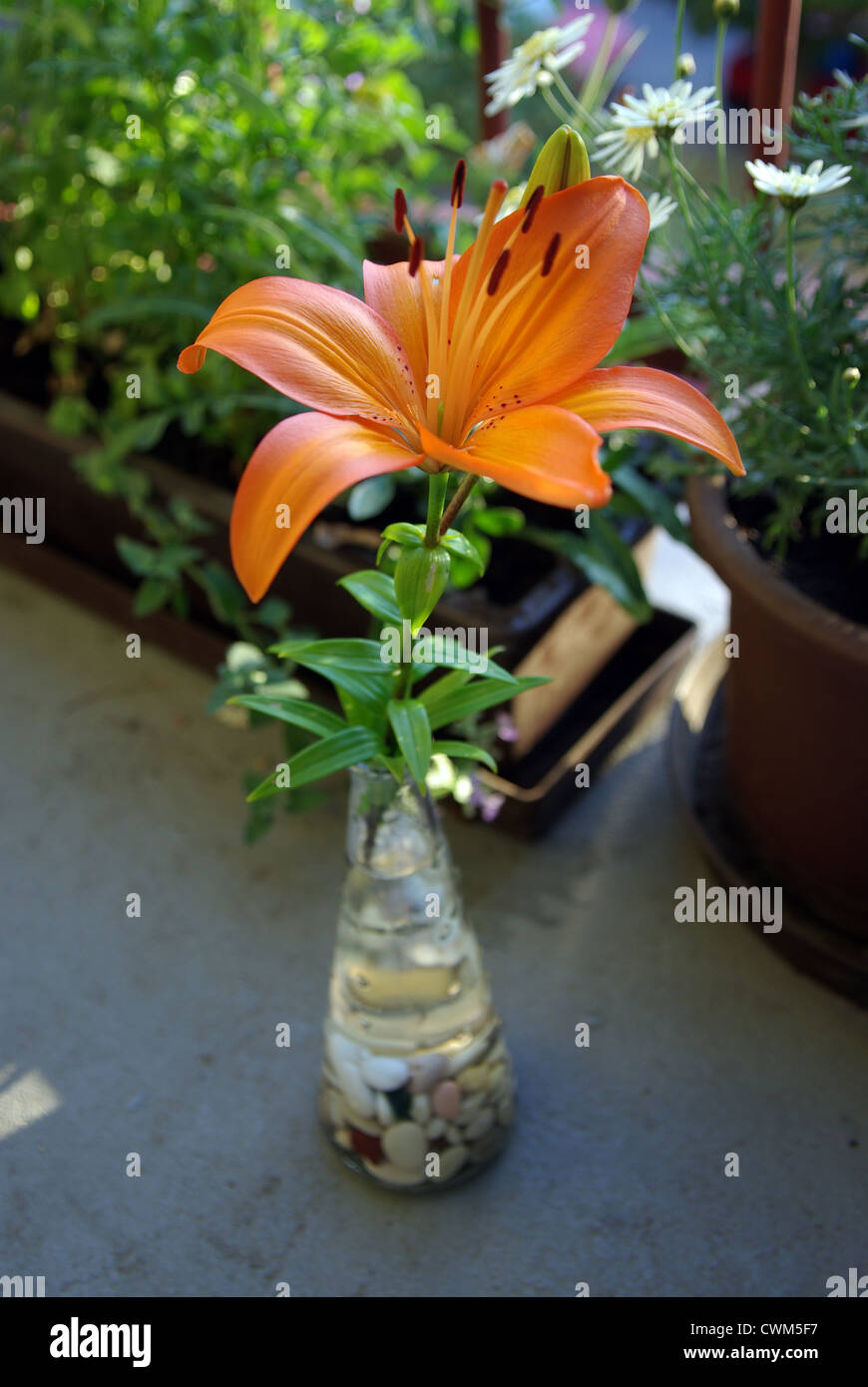 Orange pixie lily hi-res stock photography and images - Alamy