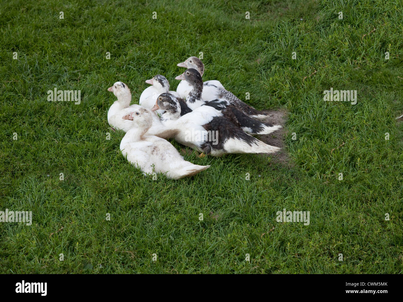 Family of domestic ducks sticking together in farmer's yard Zawady ...