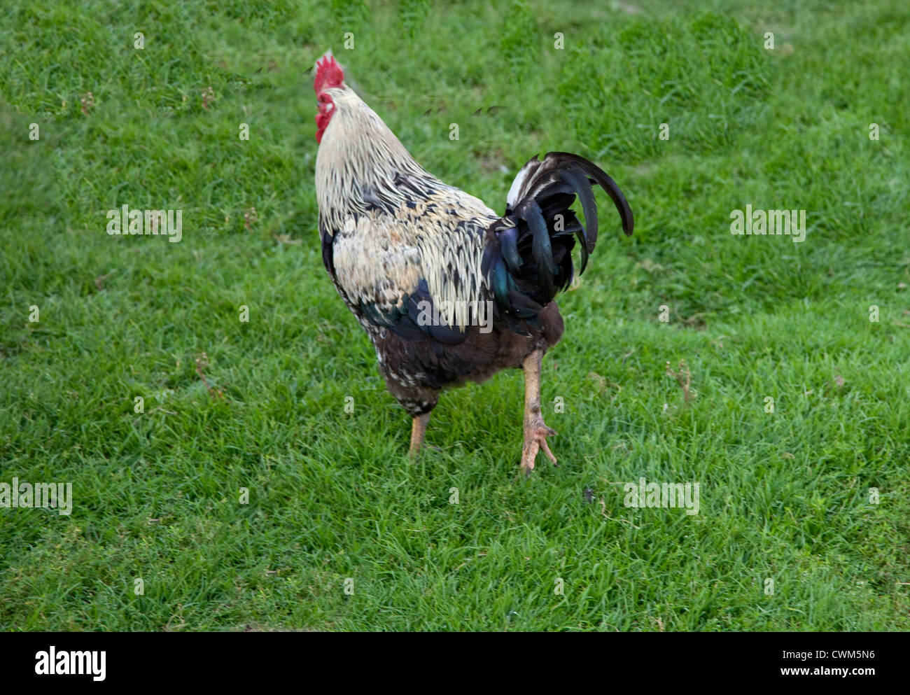 Strutting rooster hi-res stock photography and images - Alamy