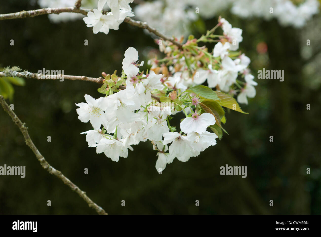 The delicate flowers of a cherry tree Stock Photo - Alamy