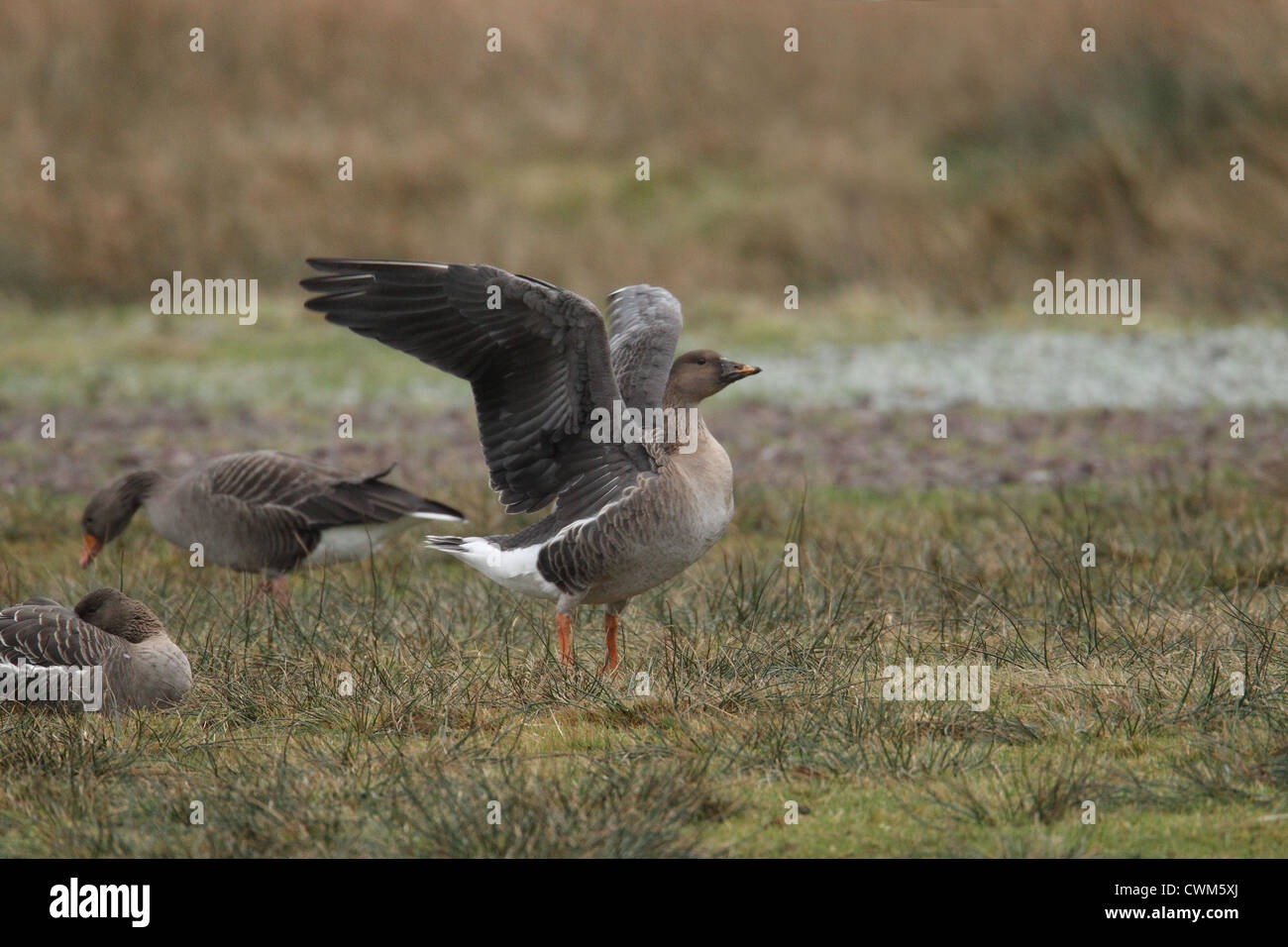 Tundra bean goose uk hi-res stock photography and images - Alamy