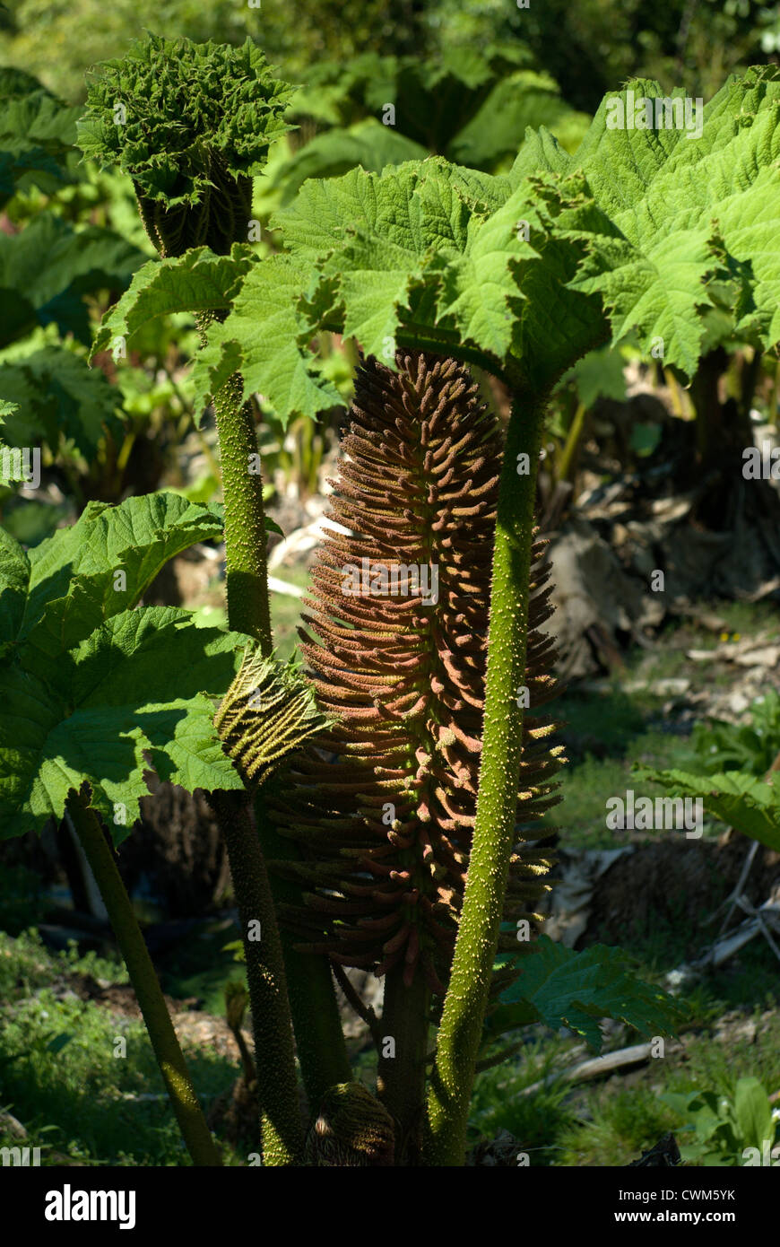 Gunnera Flower Spike High Resolution Stock Photography and Images - Alamy