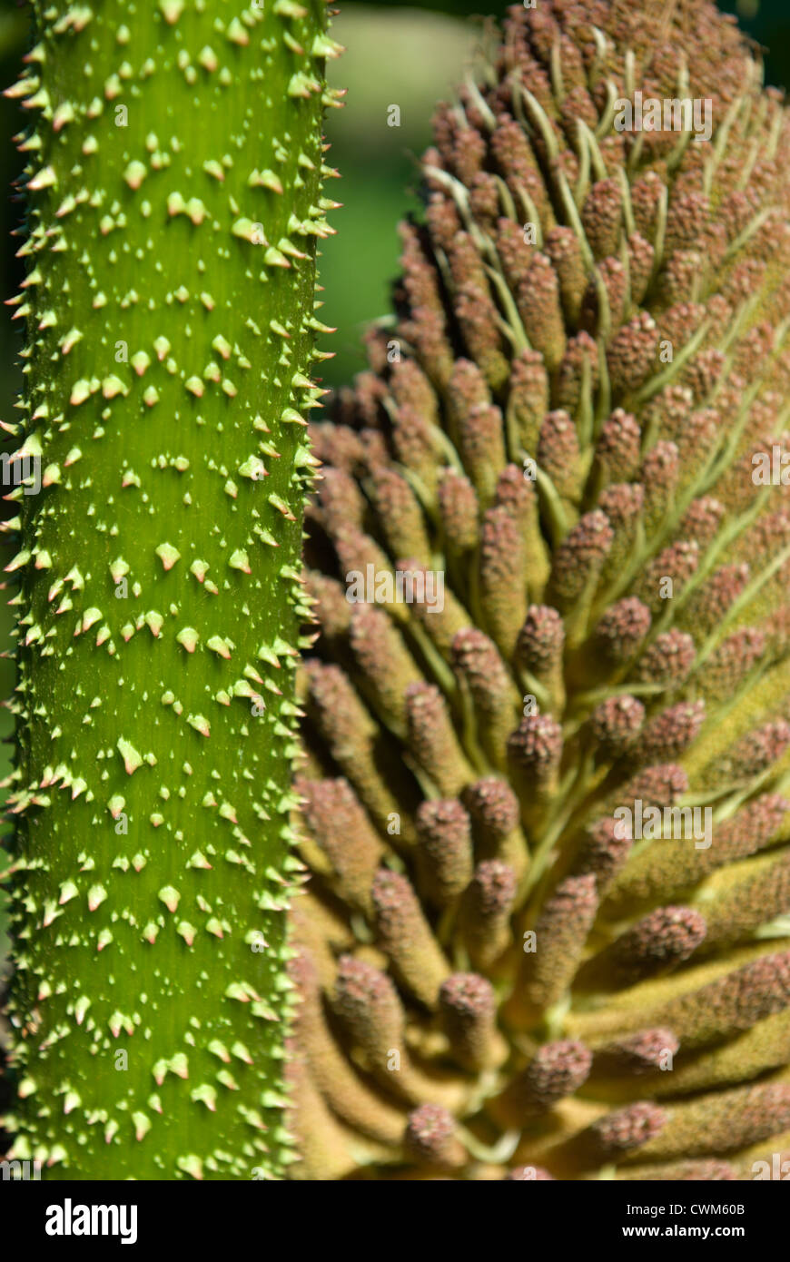 Close up of a Gunnera manicata stalk and flower Stock Photo - Alamy