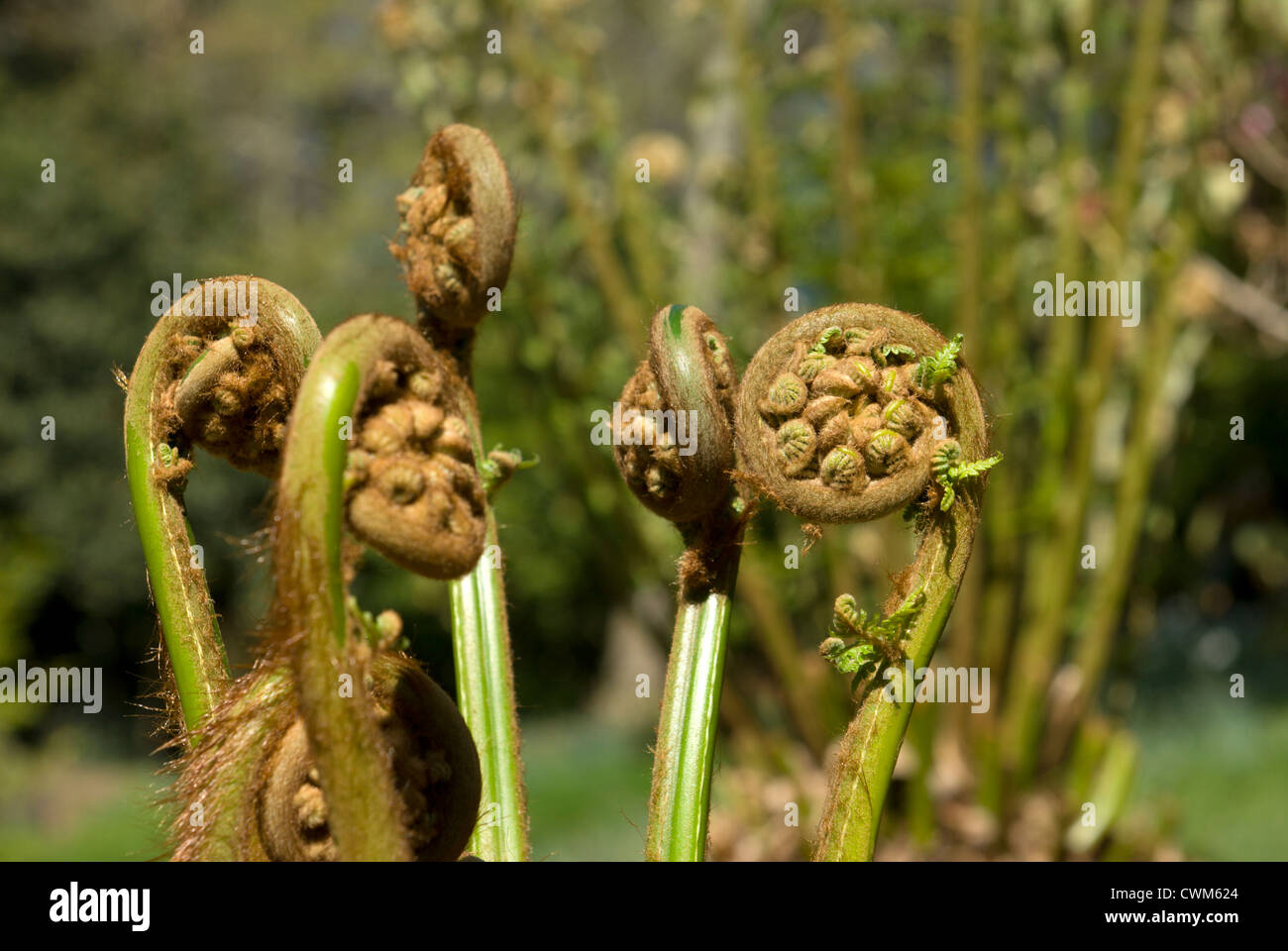 Tightly curled hi-res stock photography and images - Alamy
