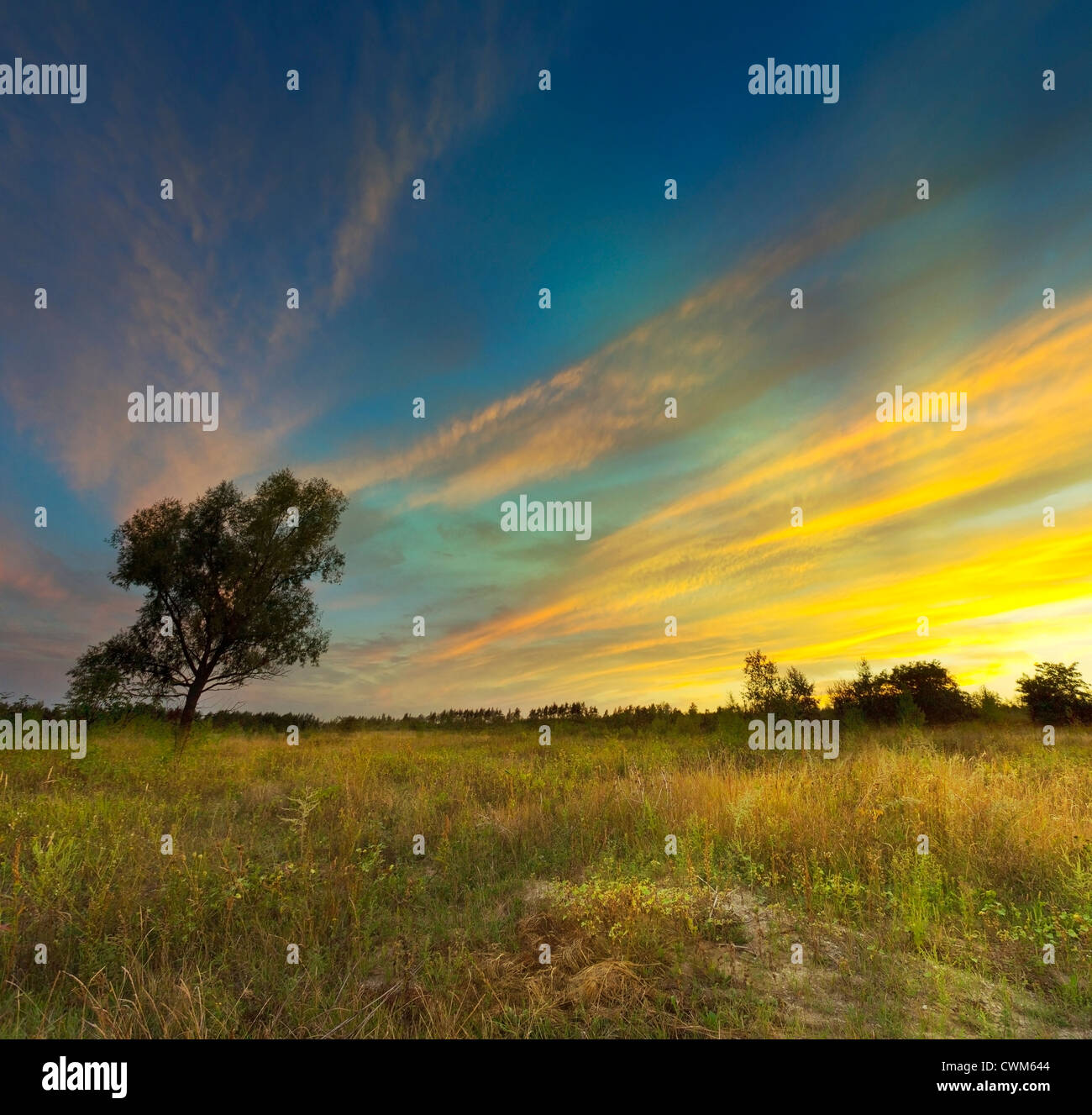 Sunset on meadow and lonely tree Stock Photo - Alamy