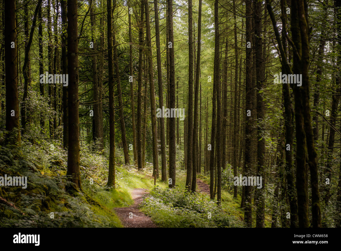 A footpath through The Hafod, a picturesque planned and managed ...