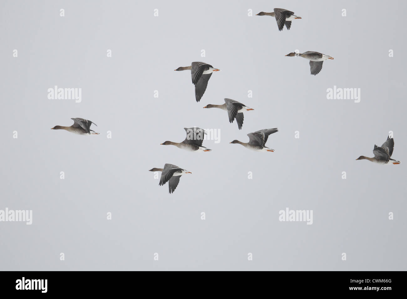 Mixed flock of Taiga Bean Geese (Anser fabalis fabalis) and Tundra Bean ...