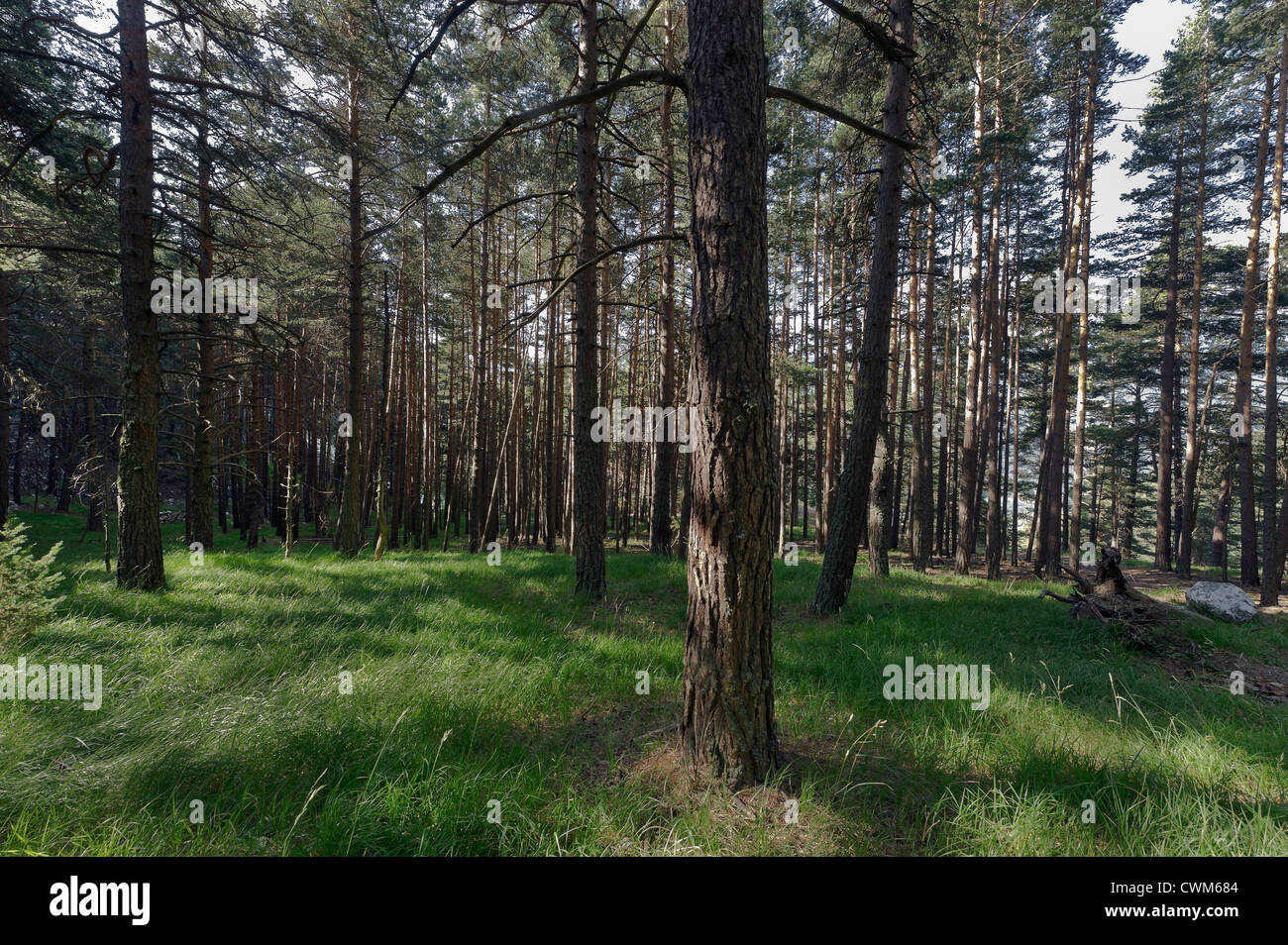 a conifers wood Stock Photo - Alamy