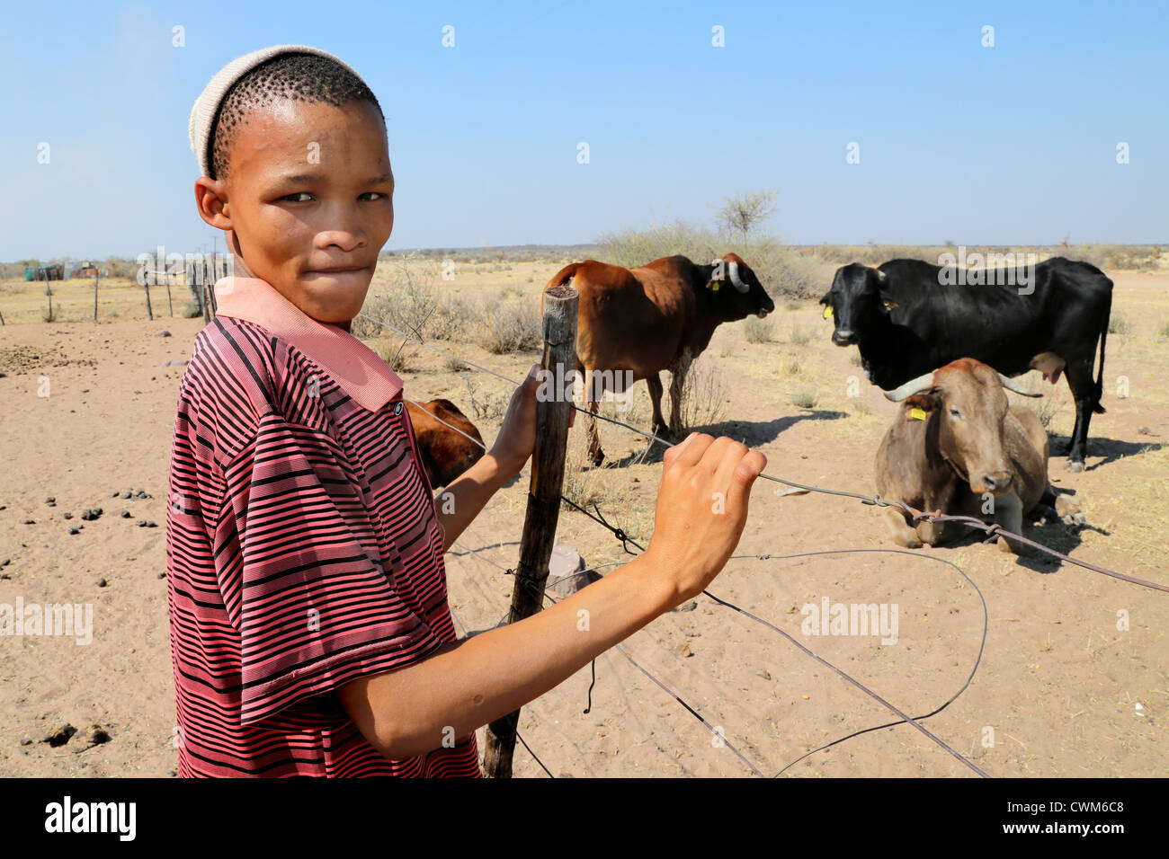 A boy (15) from the San bushman tribe herding cows of a farmer ...