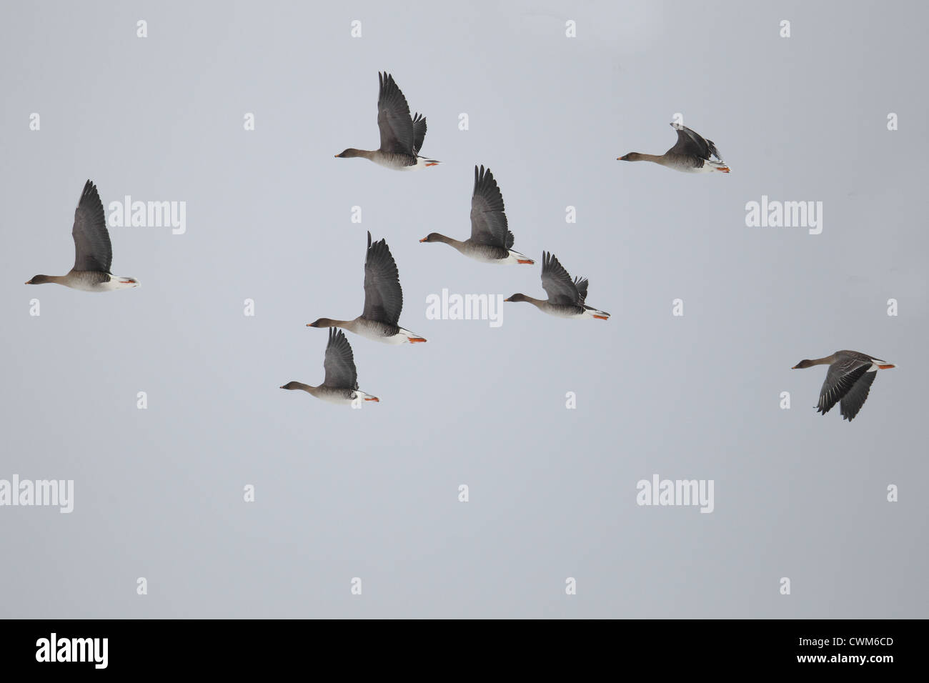 Bean Goose Flying High Resolution Stock Photography and Images - Alamy