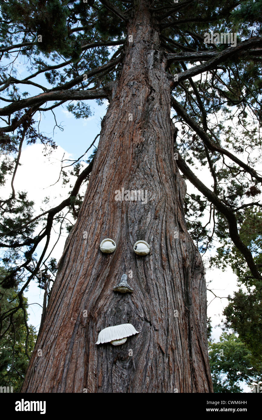 USA, Pine tree trunk with face Stock Photo - Alamy