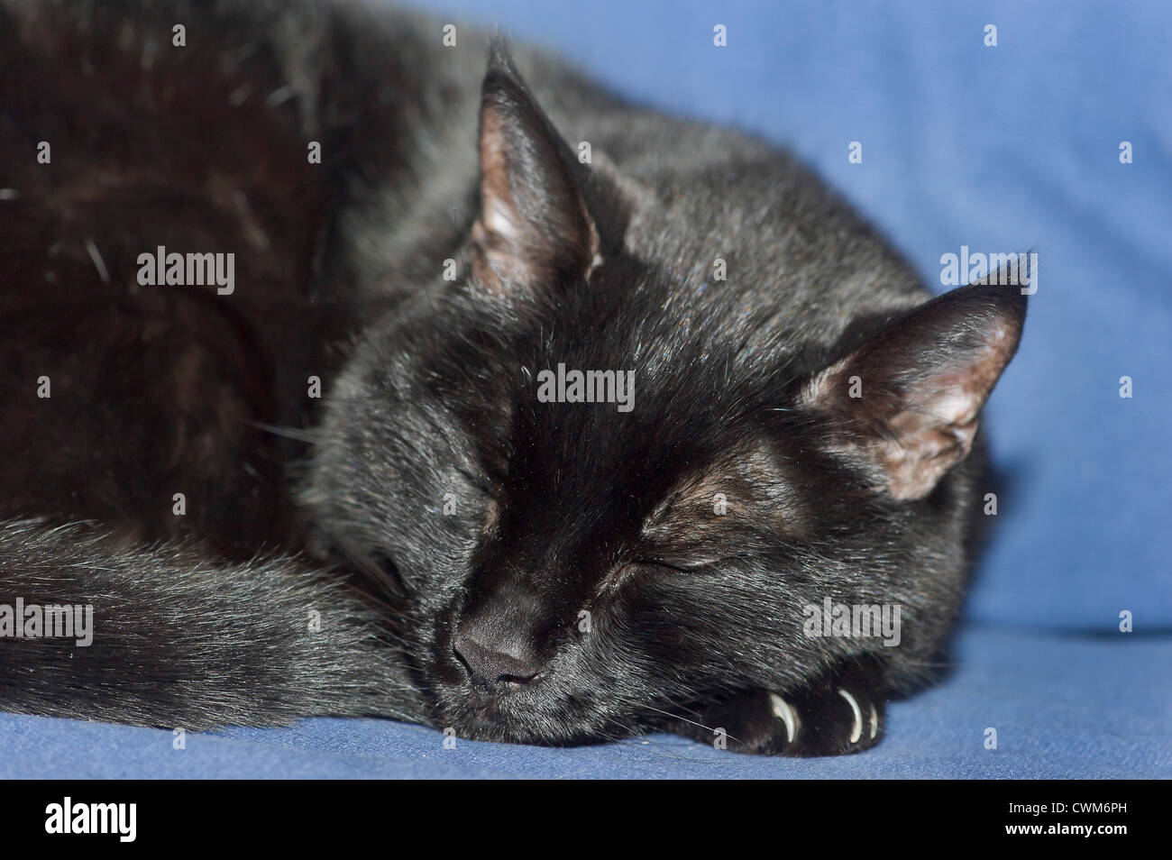 a sleeping cat Stock Photo - Alamy