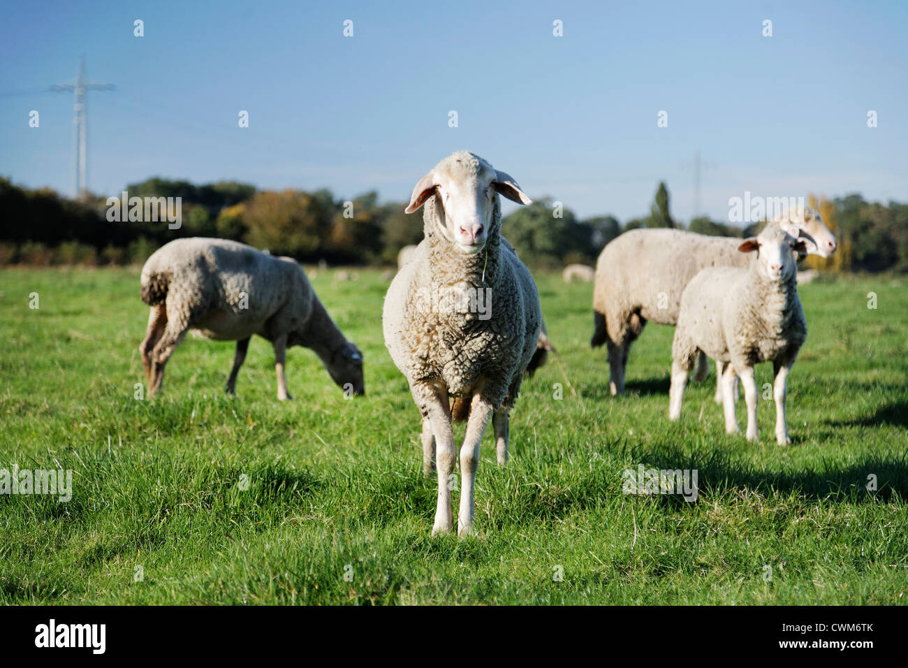 Germany, Sheep grazing in grass Stock Photo - Alamy