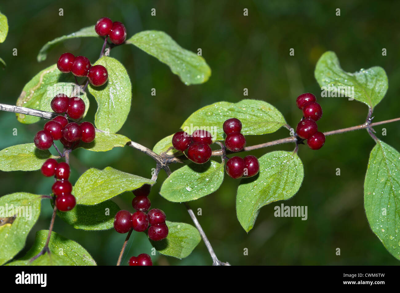 berries of honeysuckle Stock Photo - Alamy