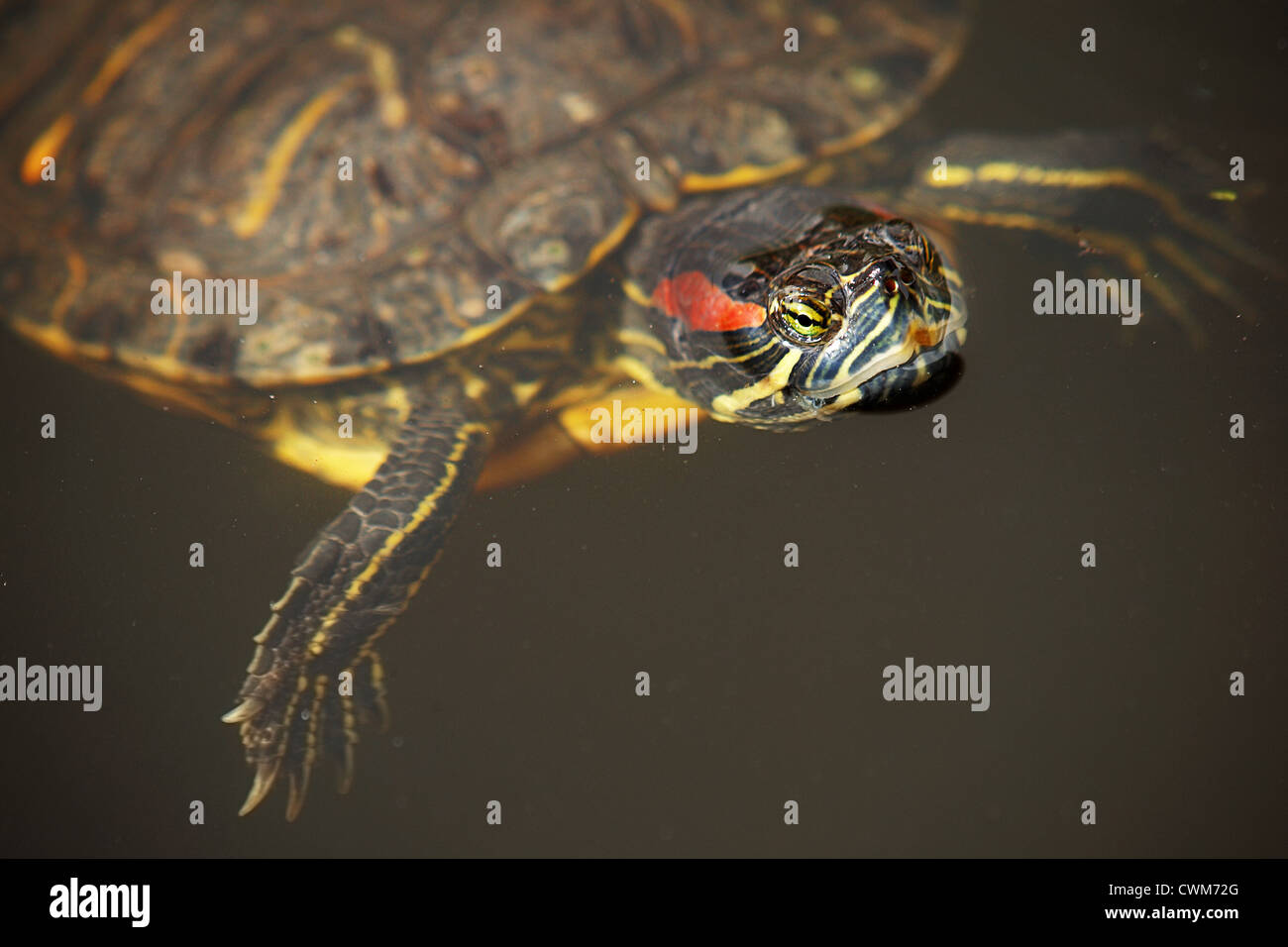 Painted turtle hi-res stock photography and images - Alamy