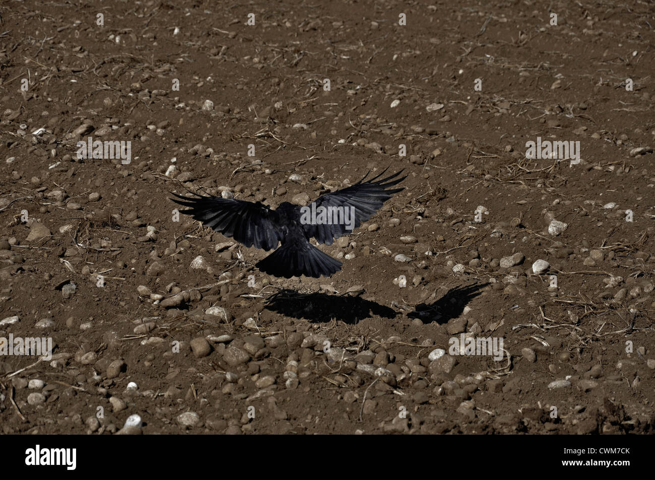 Crow Landing Stock Photos & Crow Landing Stock Images - Alamy
