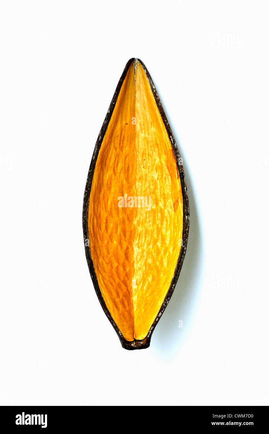 Exotic seed vessel on white background Stock Photo - Alamy